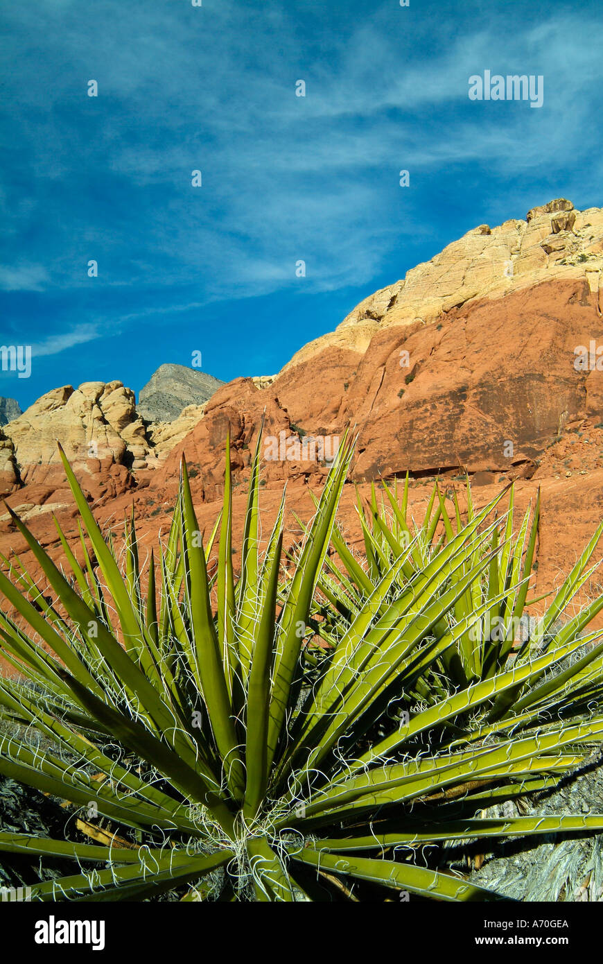Yucca trees in the Red Rock Canyon Nevada Stock Photo - Alamy
