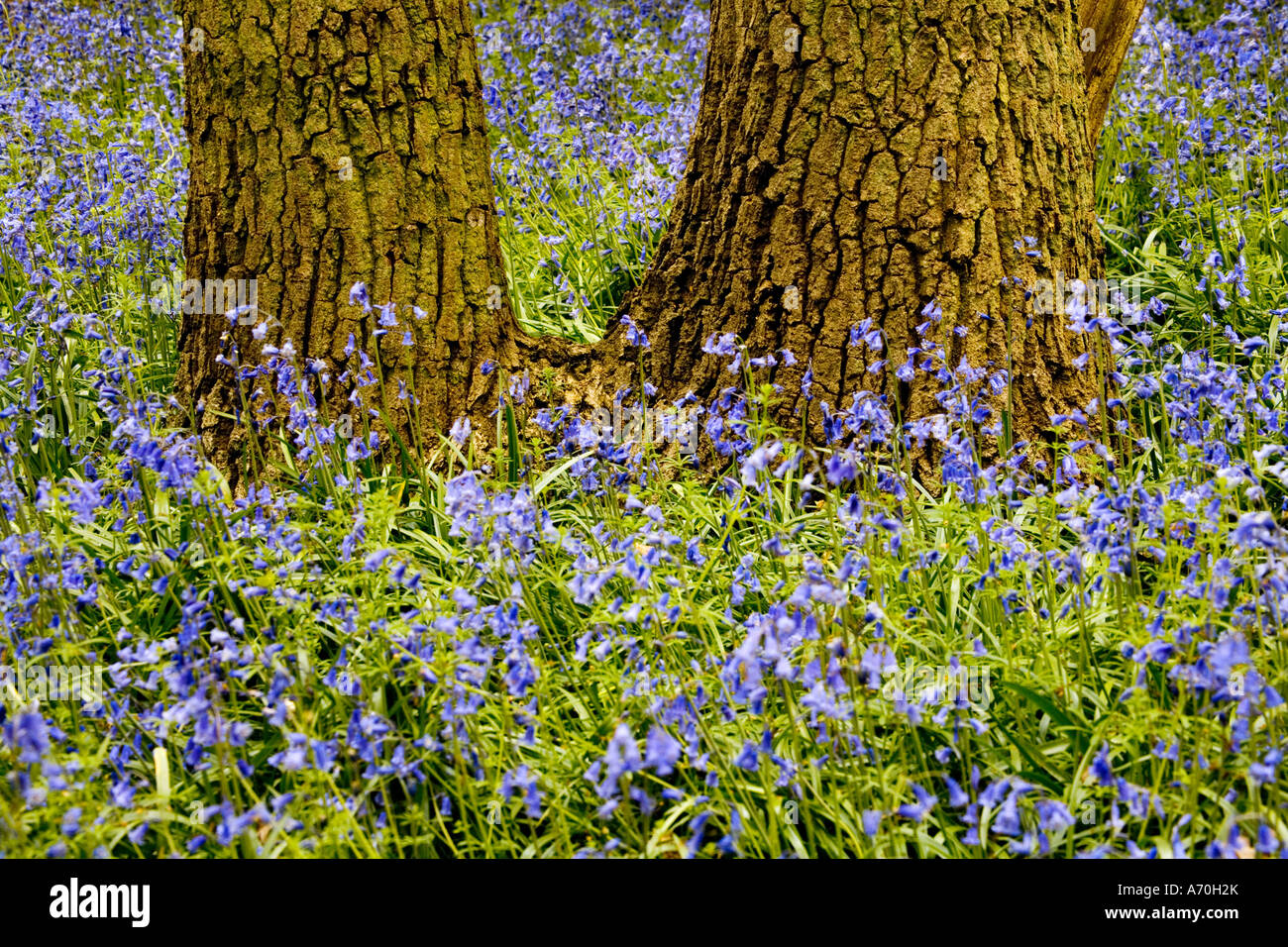 Pair of bluebells hi-res stock photography and images - Alamy