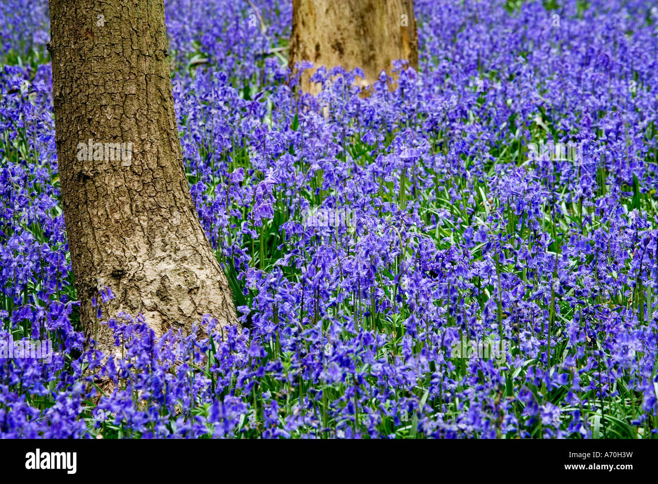 Bluebells in Hagbourne Copse, Swindon, Wiltshire, England, UK ...