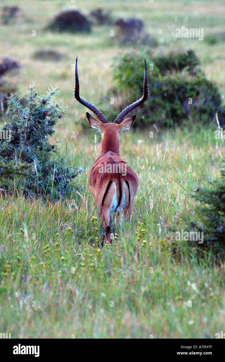 Male impala and harem hi-res stock photography and images - Alamy