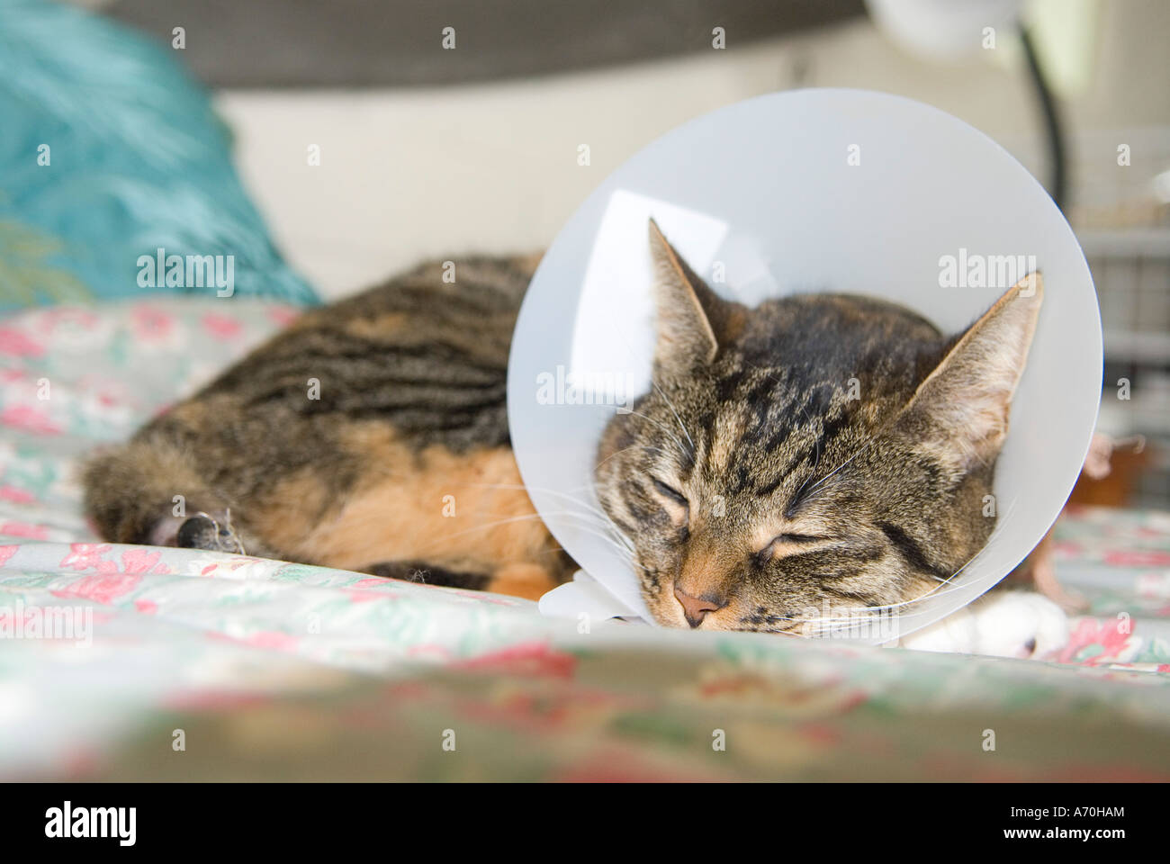Cat with funnel on its head to keep it from licking broken tail, Oahu ...