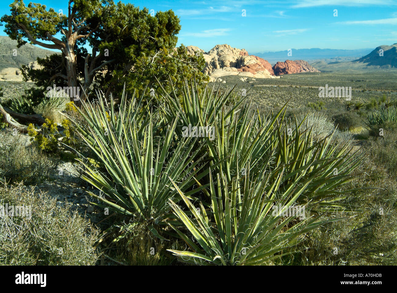 Yucca trees in the Red Rock Canyon Nevada Stock Photo - Alamy