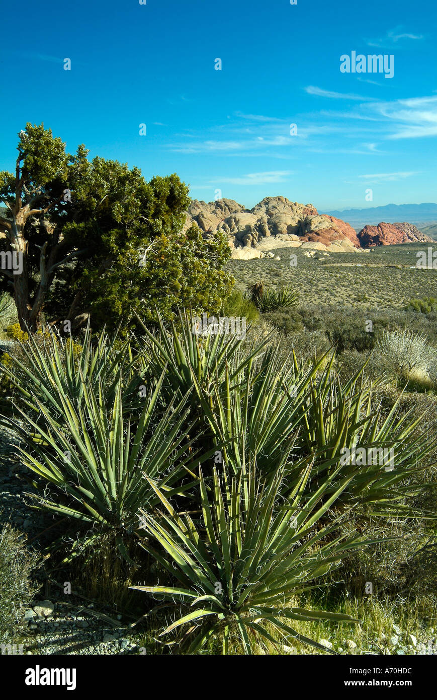 Yucca trees in the Red Rock Canyon Nevada Stock Photo - Alamy