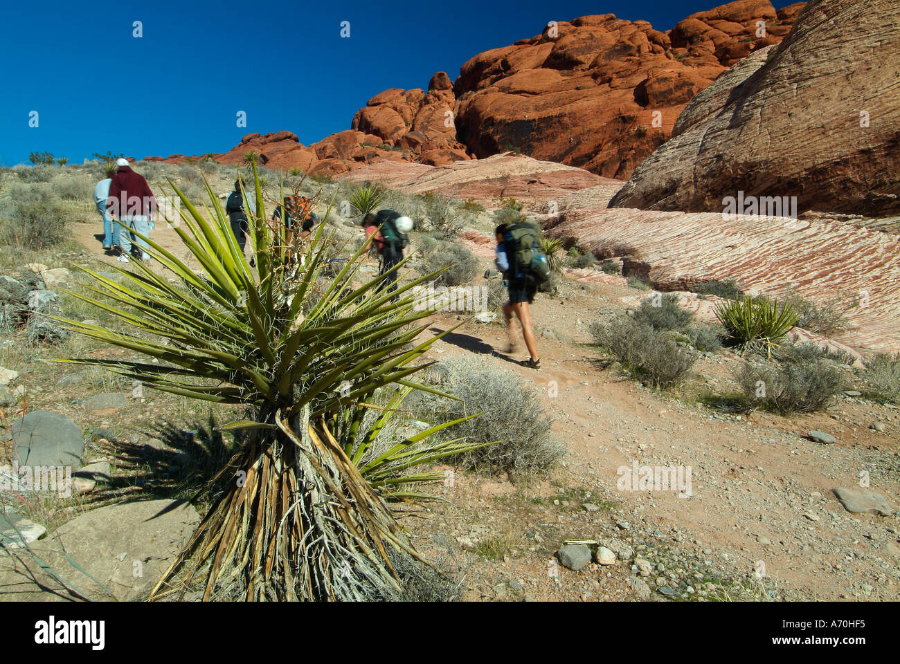 Yucca trees in red hi-res stock photography and images - Alamy