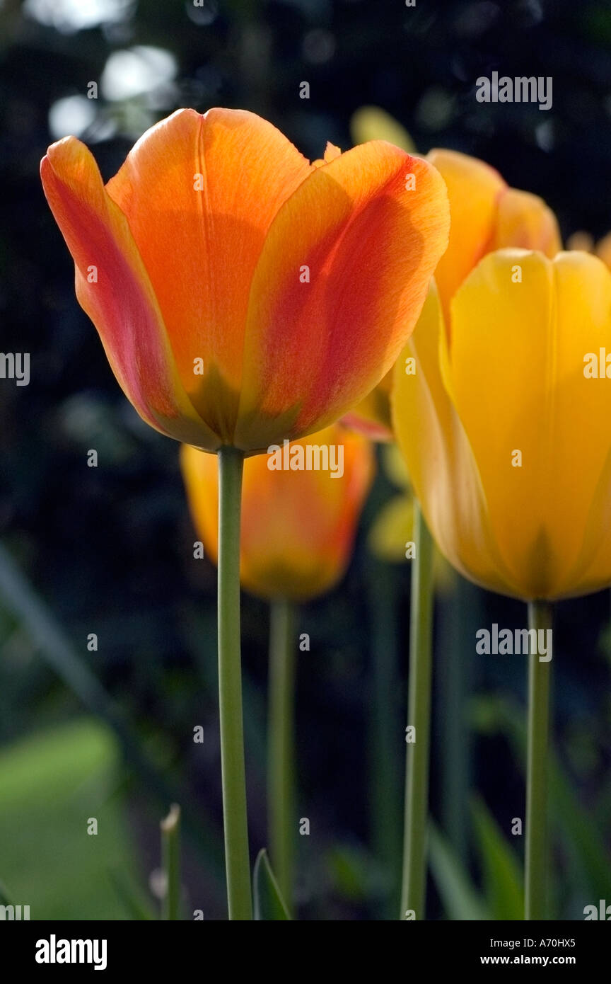 Single red rose standing tall hi-res stock photography and images - Alamy