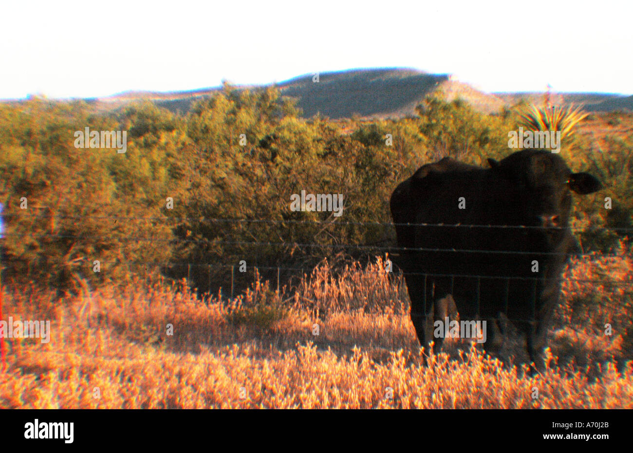 bull in a Texas field Stock Photo - Alamy