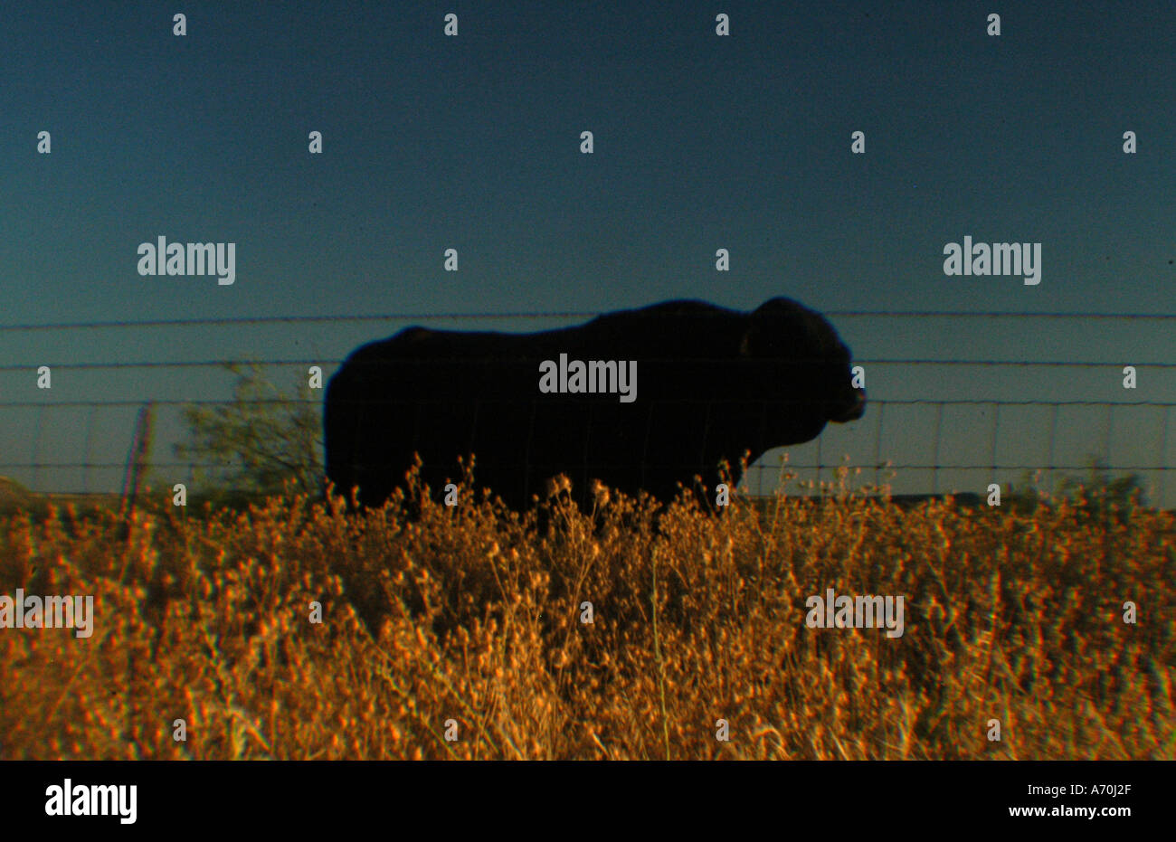 Bull form hi-res stock photography and images - Alamy