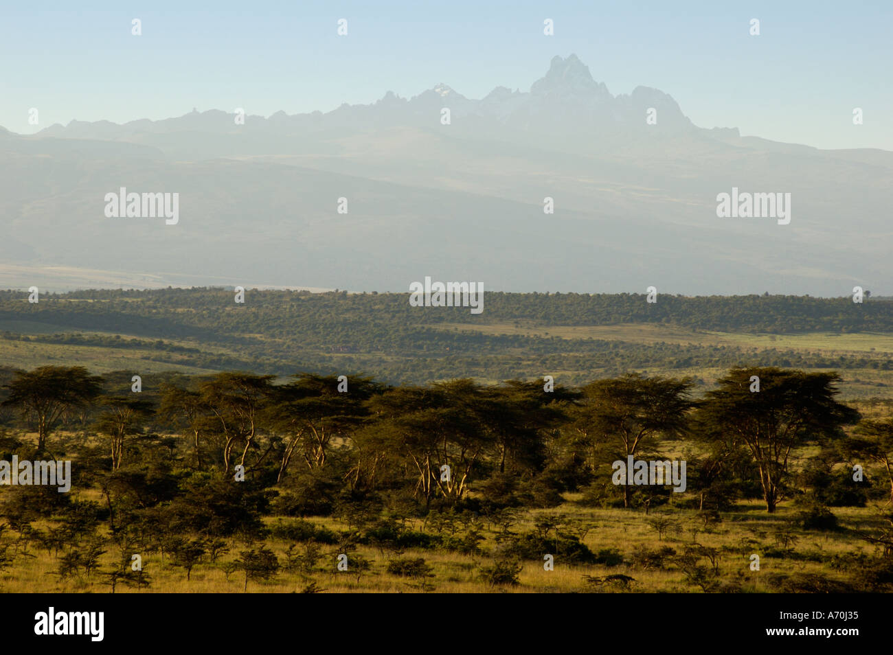 A copse of yellow fever trees grows in the shadow of Mount Kenya Stock ...