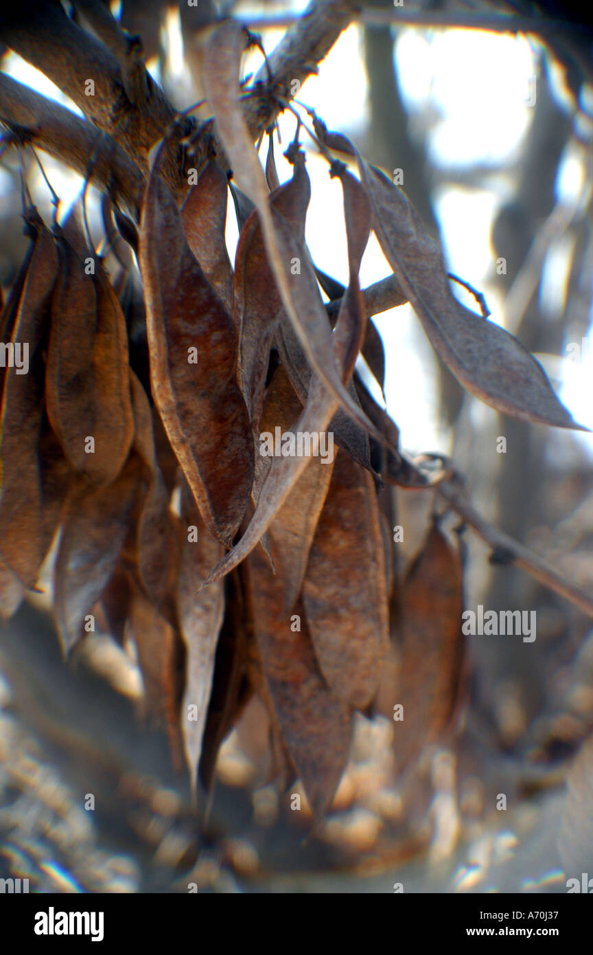 Chinese Redbud Tree in winter Stock Photo - Alamy