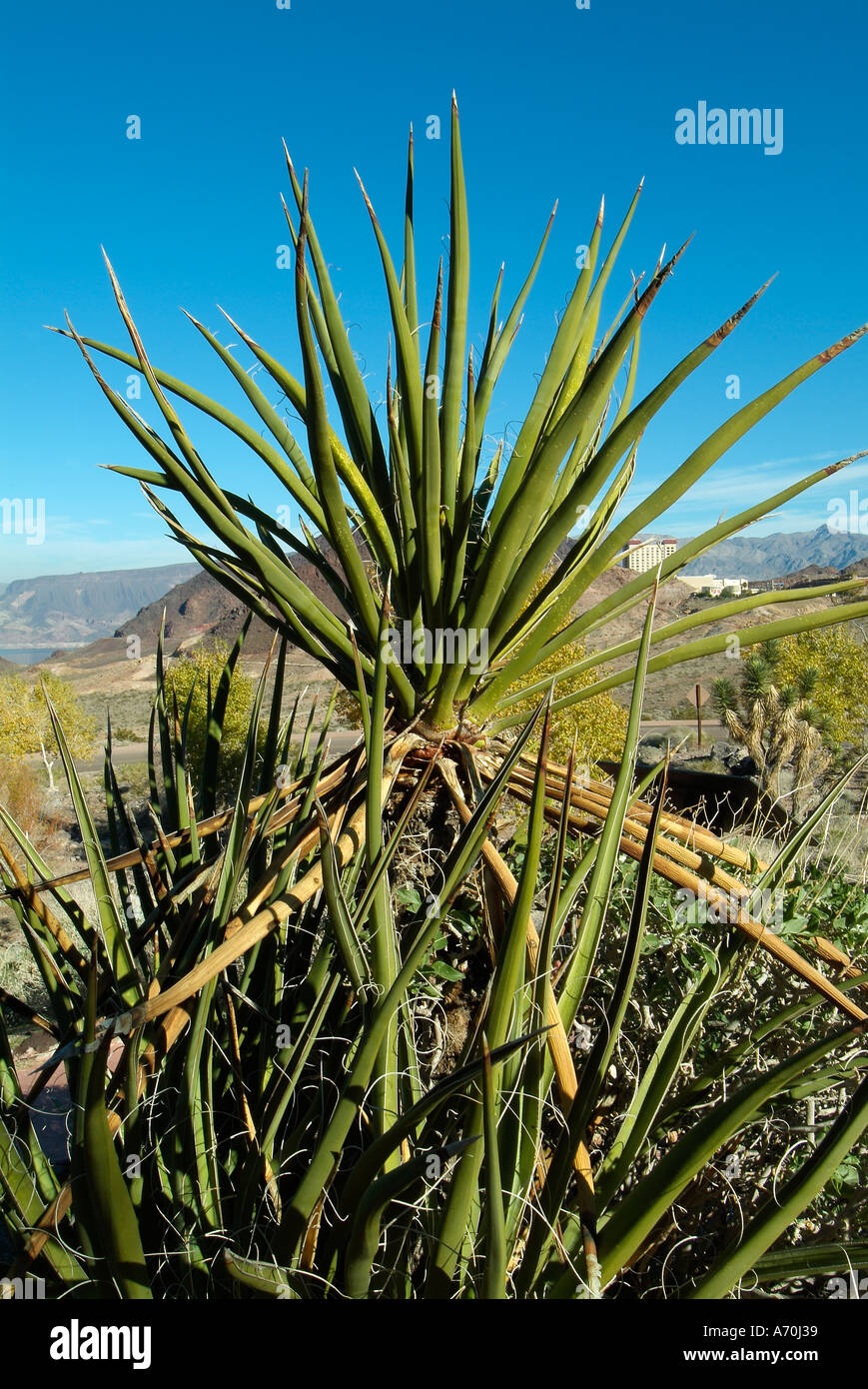 Joshua tree and yucca around the lake Mead in Nevada Stock Photo - Alamy