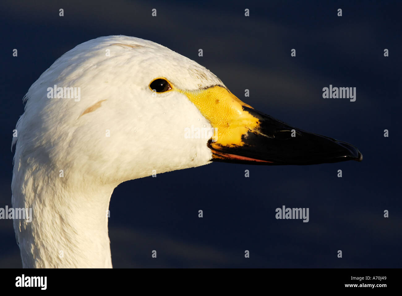 Berwicks hi-res stock photography and images - Alamy