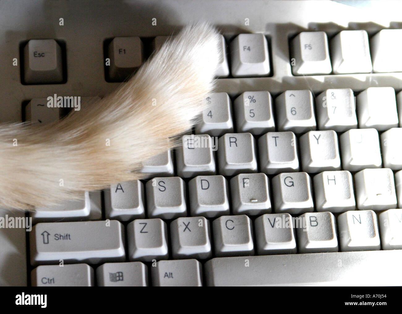 Cat tail on computer keyboard Stock Photo - Alamy