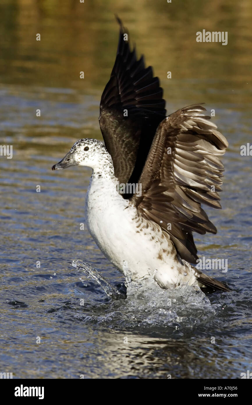 Female comb duck hi-res stock photography and images - Alamy