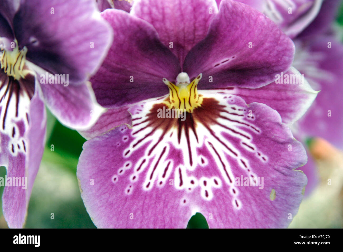 Orchid closeup 3 Stock Photo - Alamy