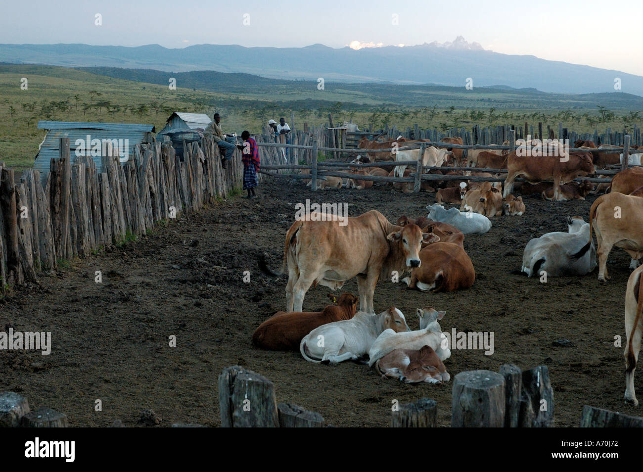 Cattle kraal hi-res stock photography and images - Alamy