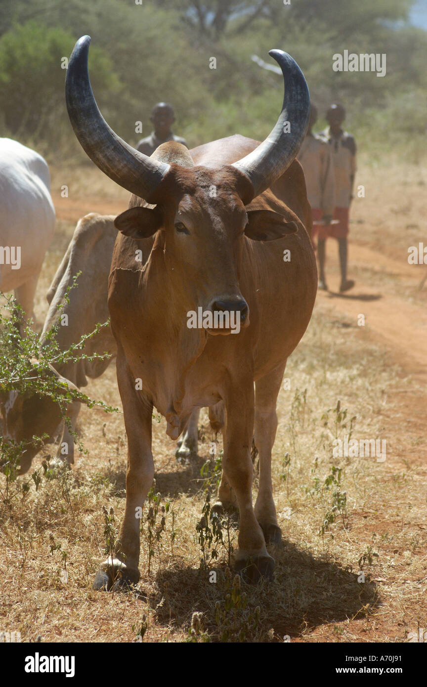 Boran cattle hi-res stock photography and images - Alamy