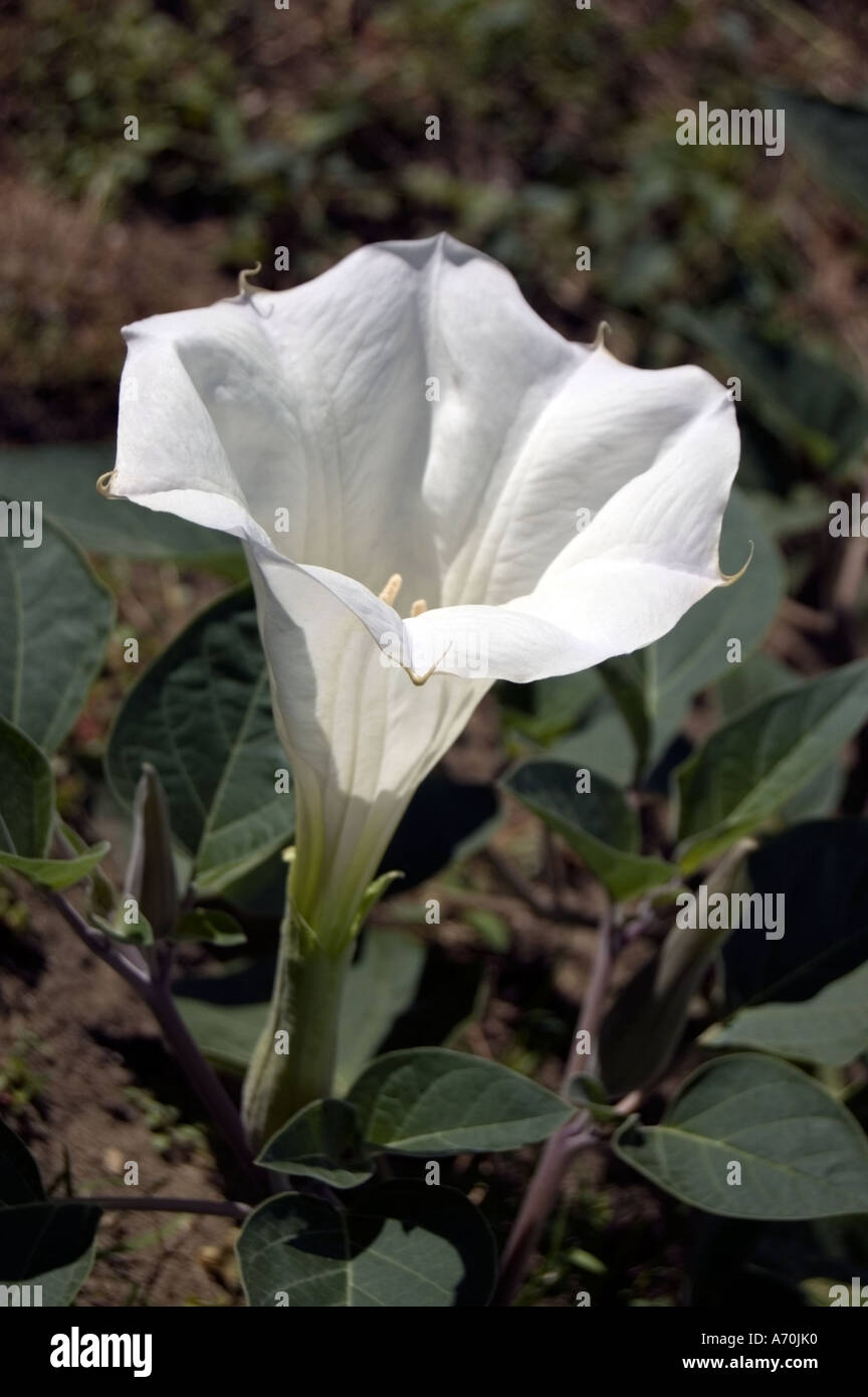 White trumpet flower buds leaves hi-res stock photography and images ...