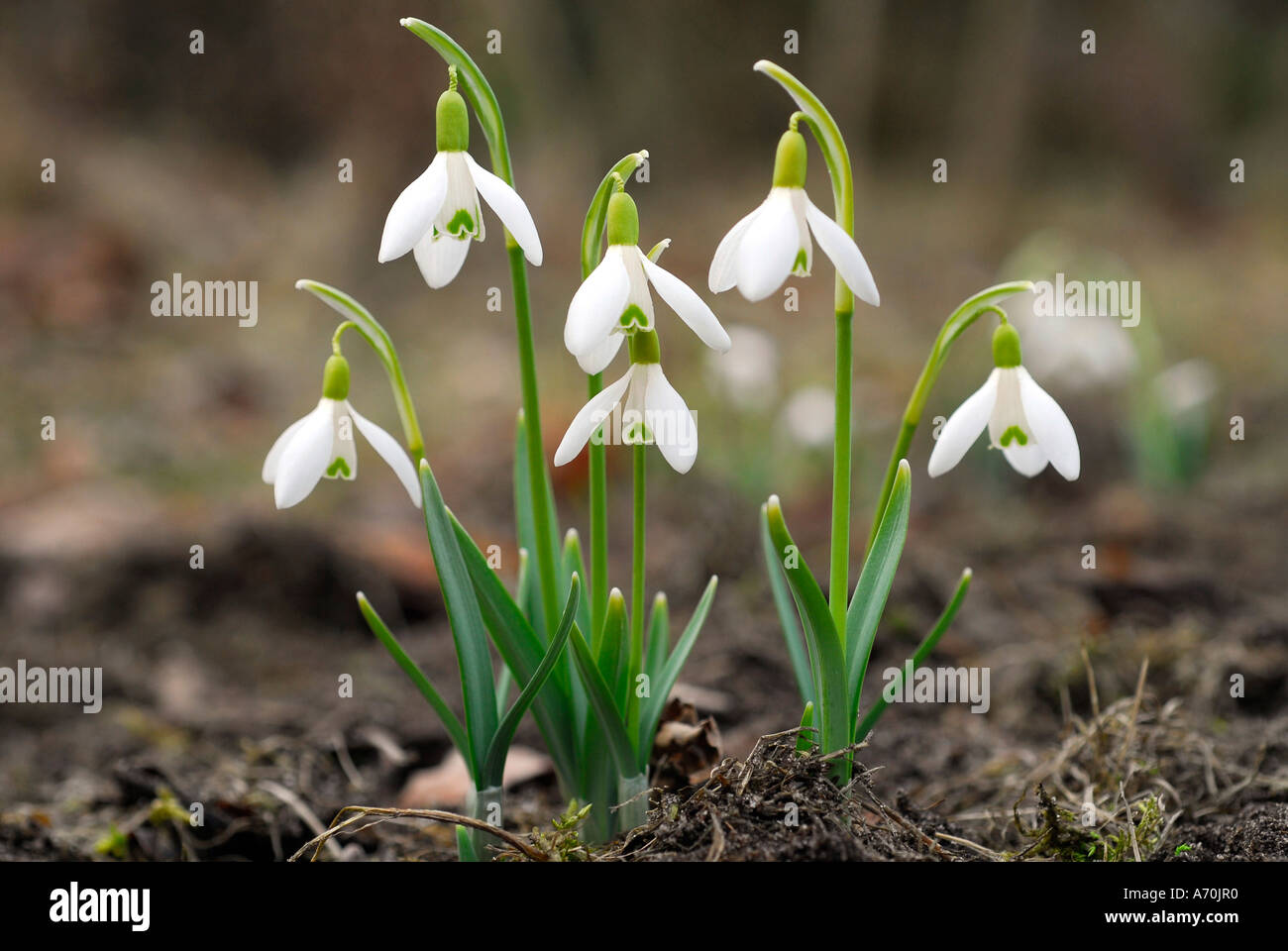 Snowdrop planting hi-res stock photography and images - Alamy