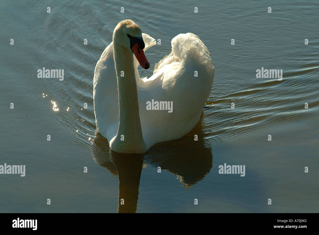 Avian flu swans hi-res stock photography and images - Alamy