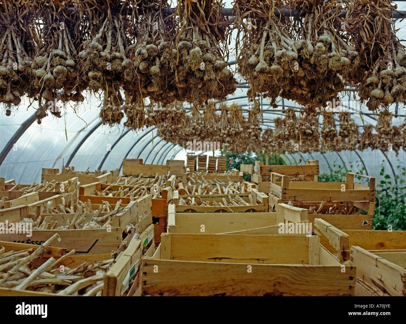 garlic after harvest in wooden boxes and drying dehumidifying garlich ...