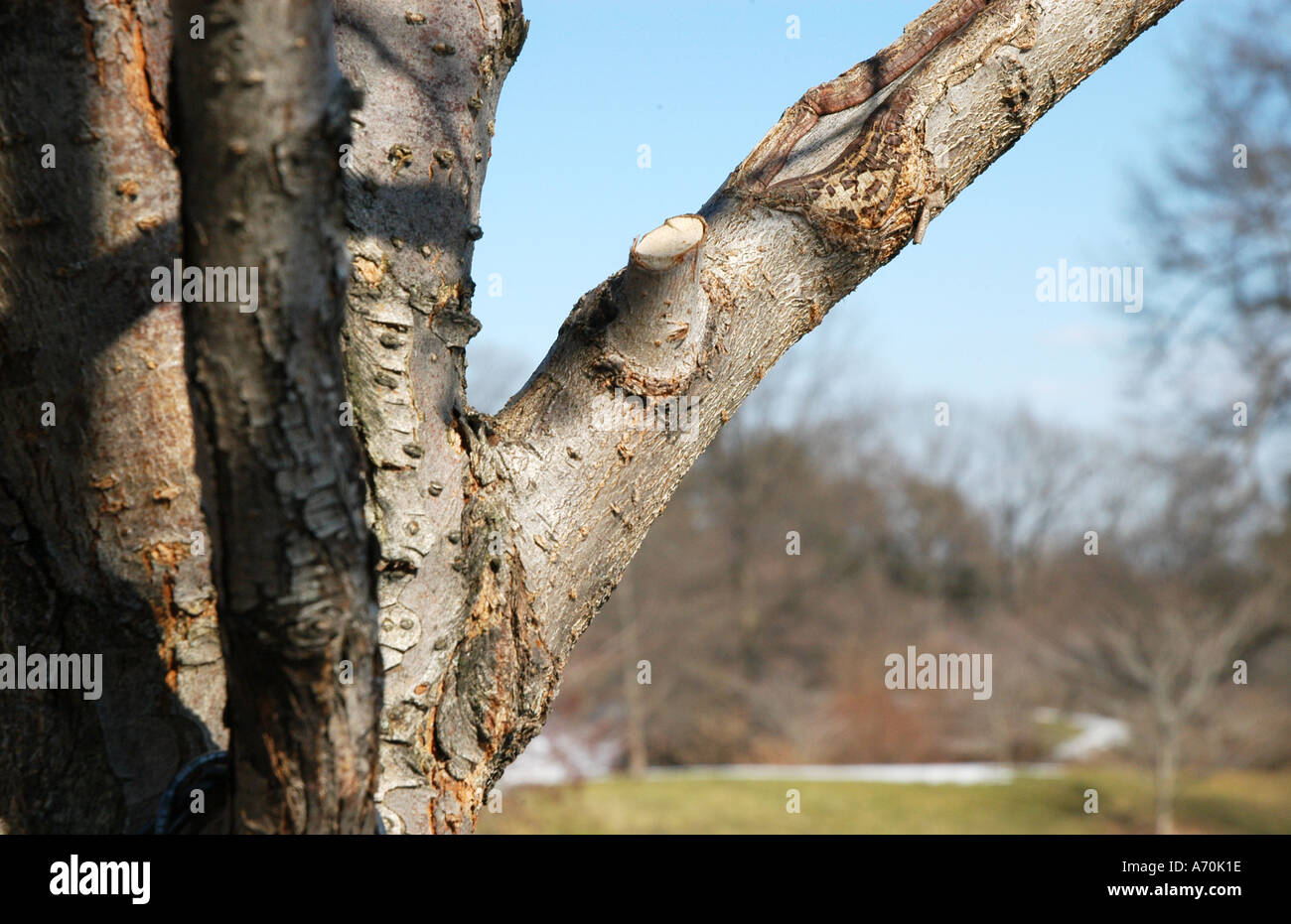 Washington Hawthorn in winter Stock Photo - Alamy