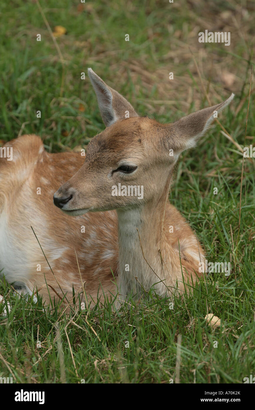 Fallow deer (Dama dama) fawn Stock Photo - Alamy