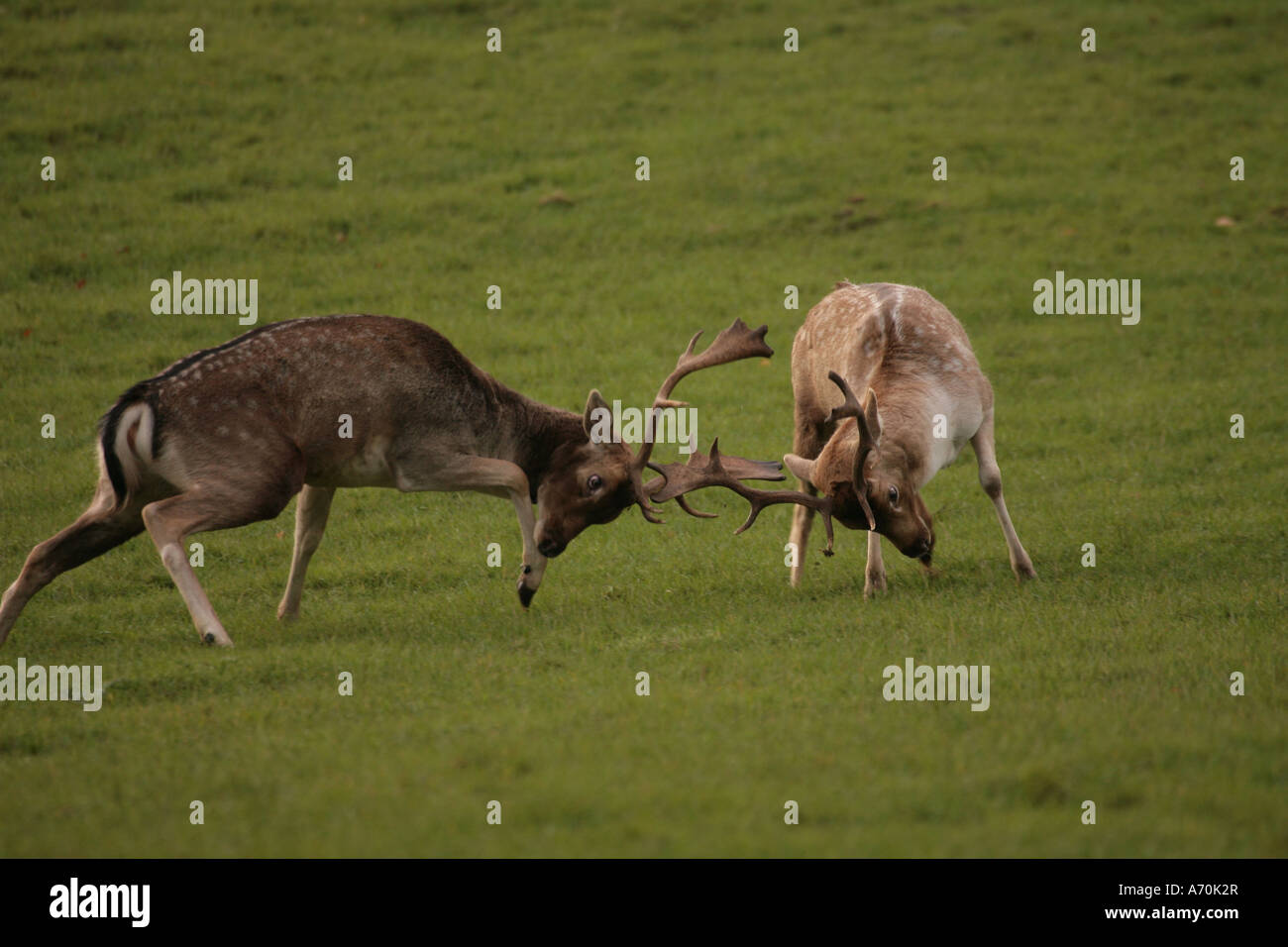 Fallow deer (Dama dama) stags rutting Stock Photo - Alamy