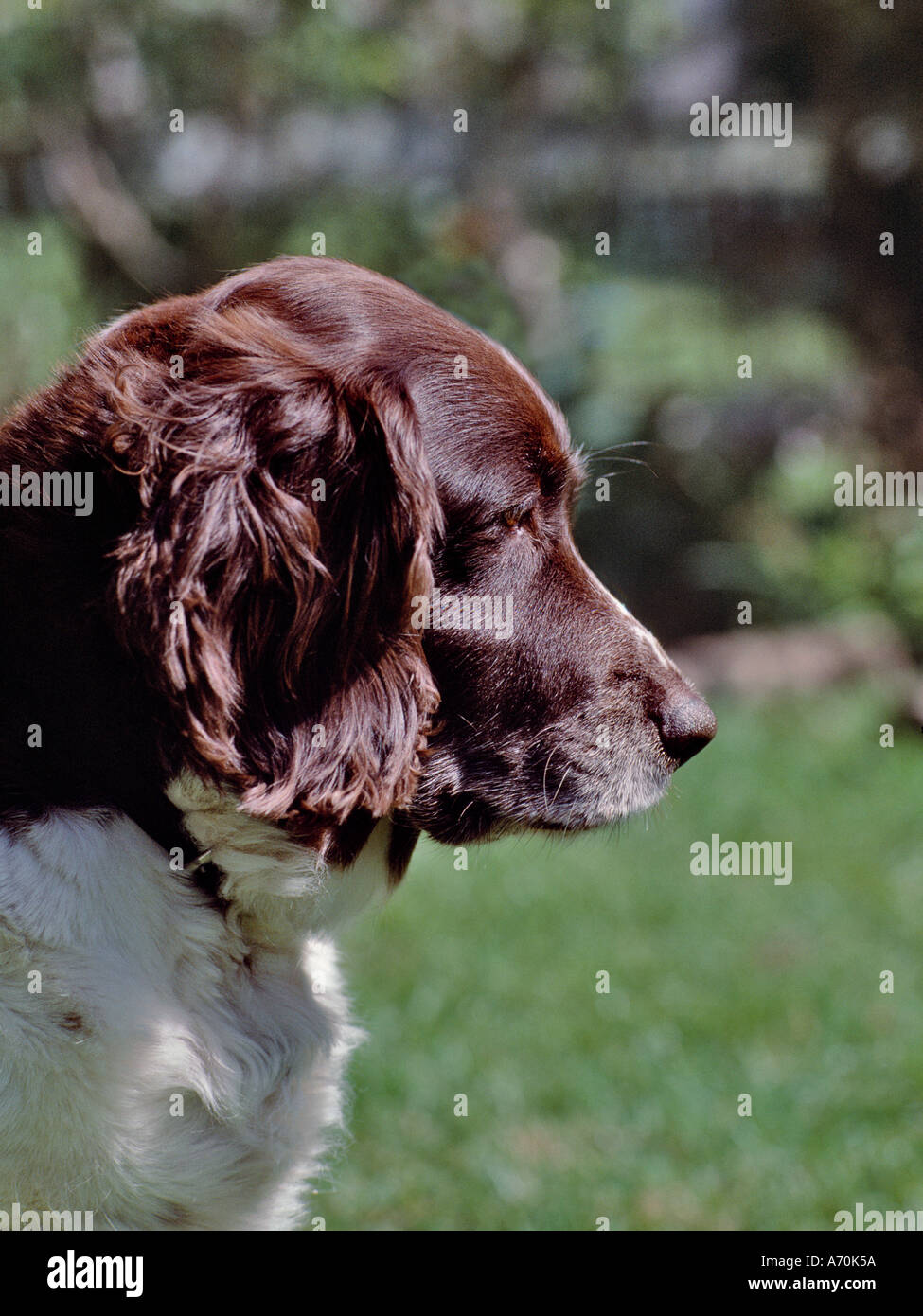 ENGLISH SPRINGER SPANIEL DOG Stock Photo - Alamy