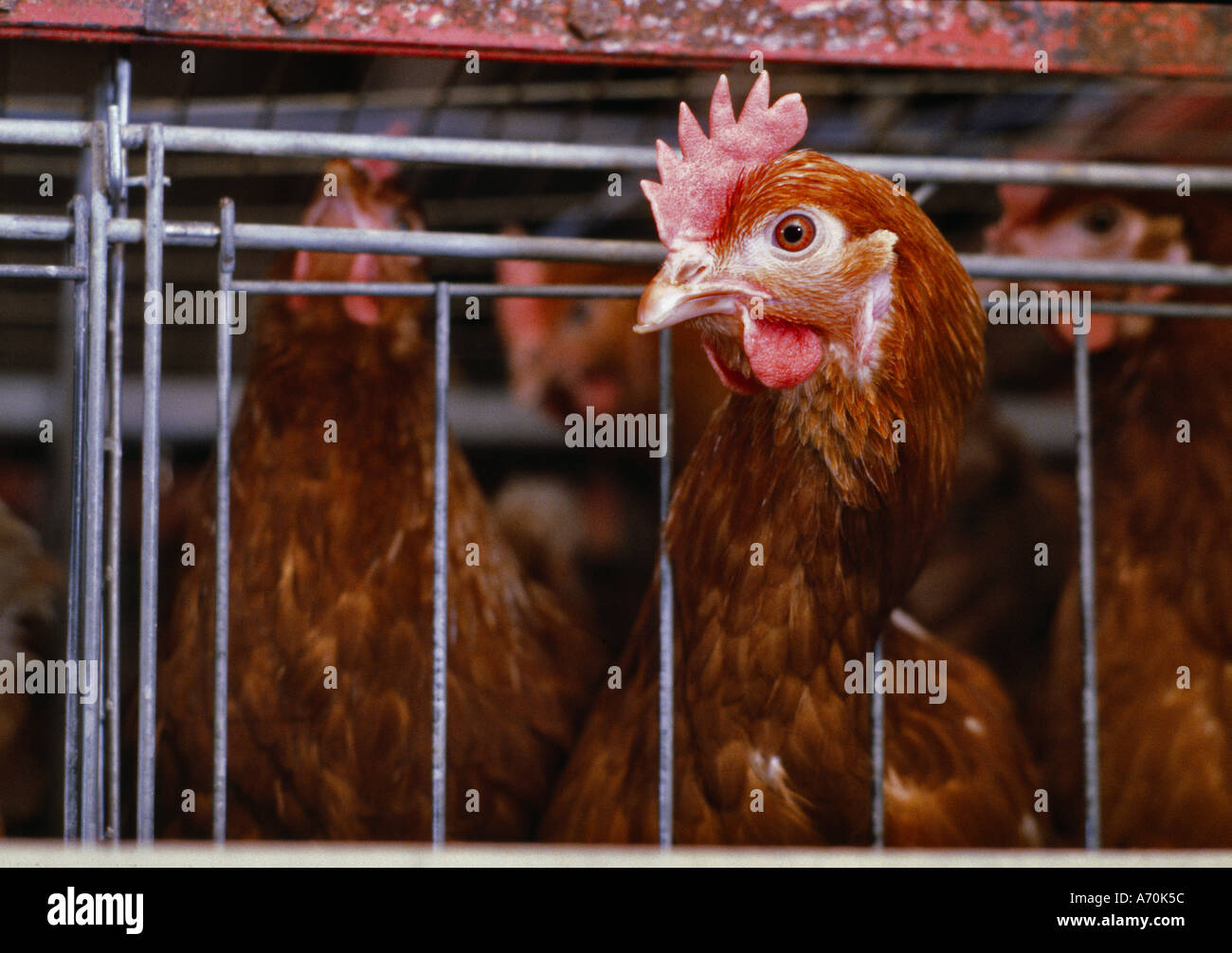 BATTERY HEN IN CAGE Stock Photo - Alamy