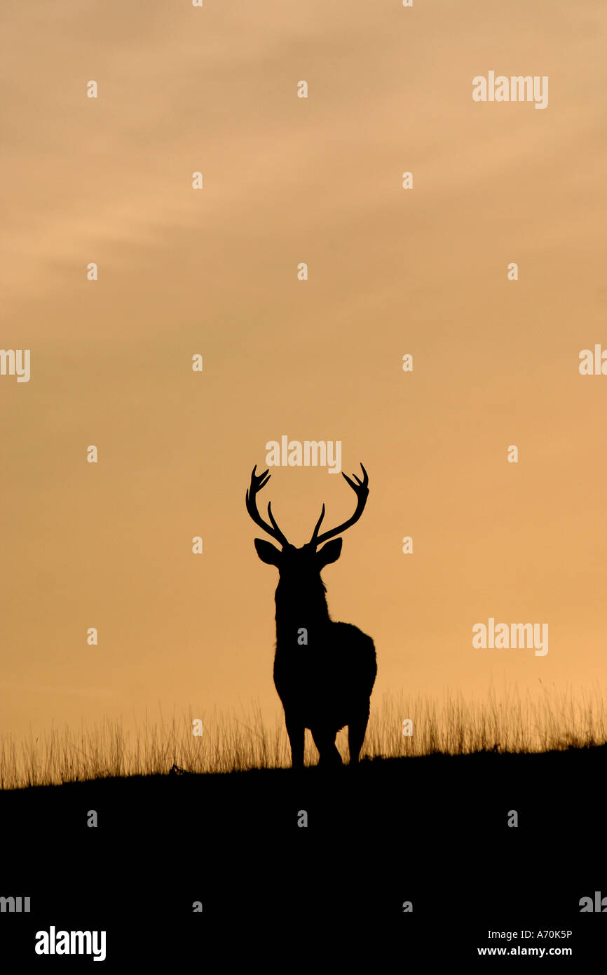 Stag at sunset hi-res stock photography and images - Alamy