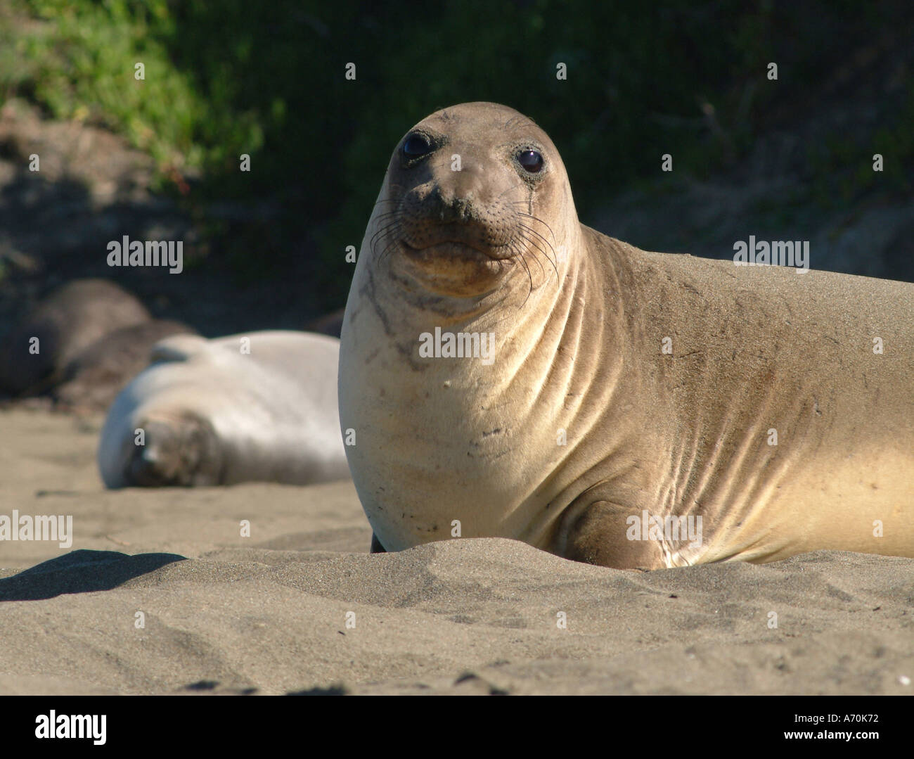 A female Northern Elephant seal [Mirounga angustirostris] taking a sun ...