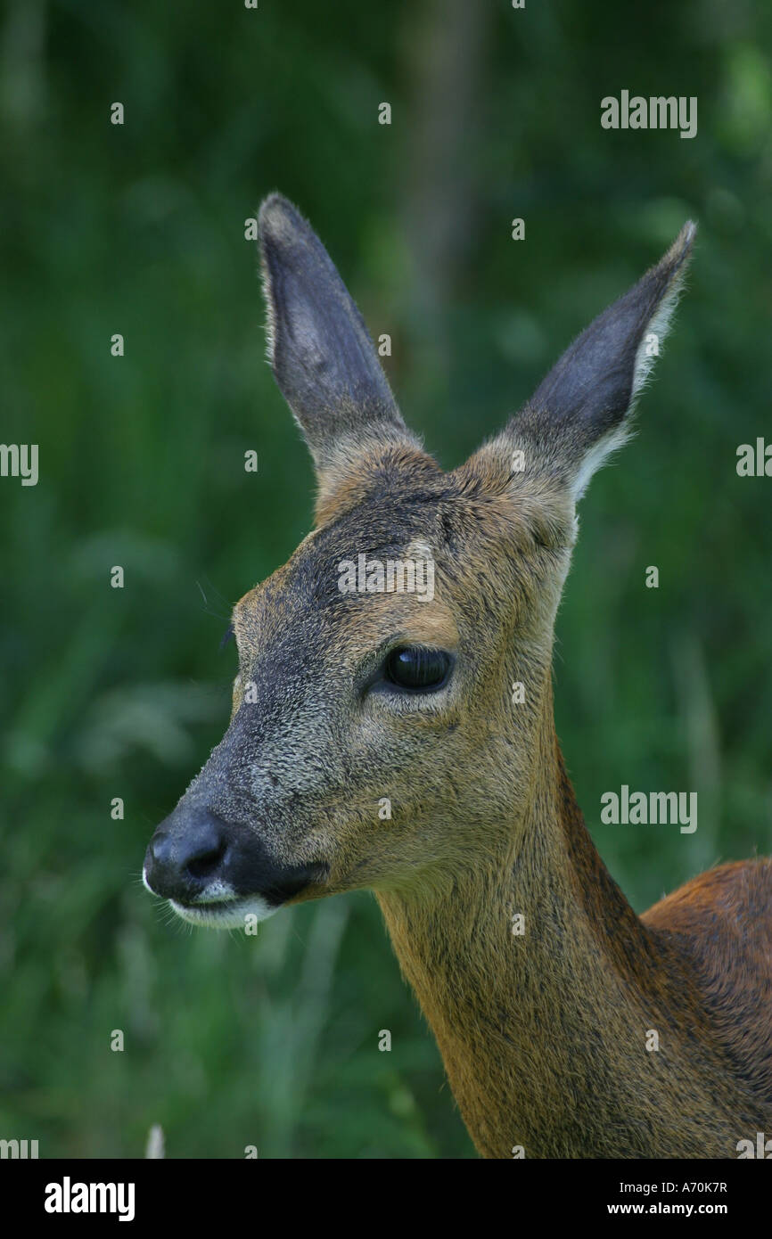 Roe Deer (Capreolus capreolus) doe Stock Photo - Alamy