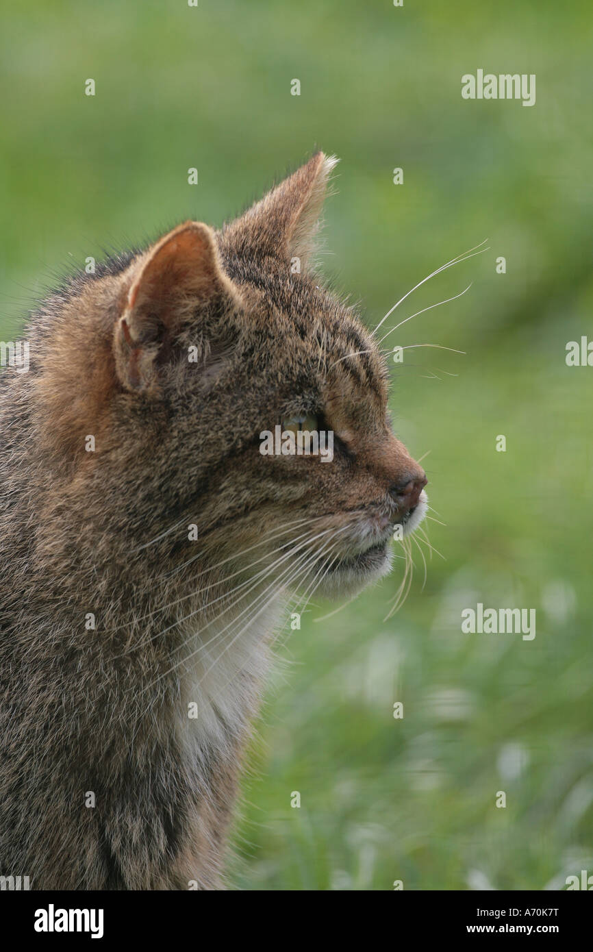 Scottish Wildcat (Felix syvestris Stock Photo - Alamy