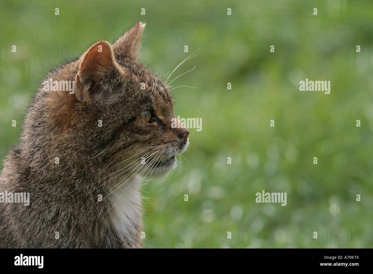 Scottish Wildcat (Felix syvestris Stock Photo - Alamy