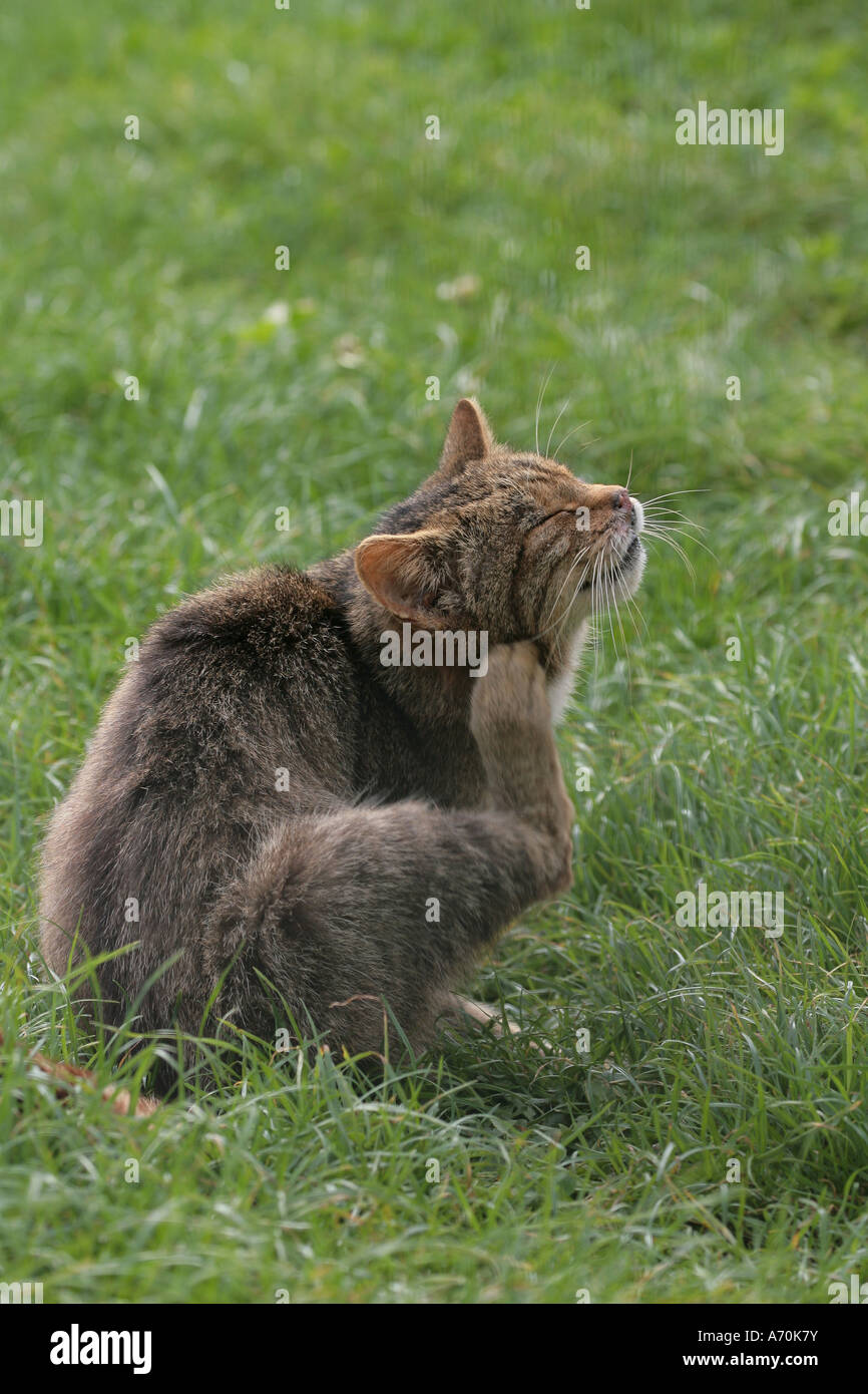 Scottish Wildcat (Felix syvestris Stock Photo - Alamy