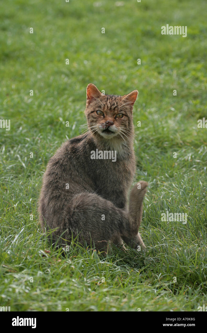 Scottish Wildcat (Felix syvestris Stock Photo - Alamy