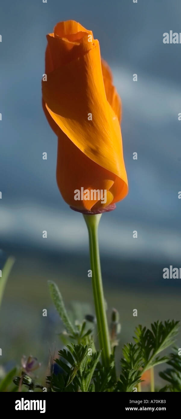 Eschscholzia calif hi-res stock photography and images - Alamy
