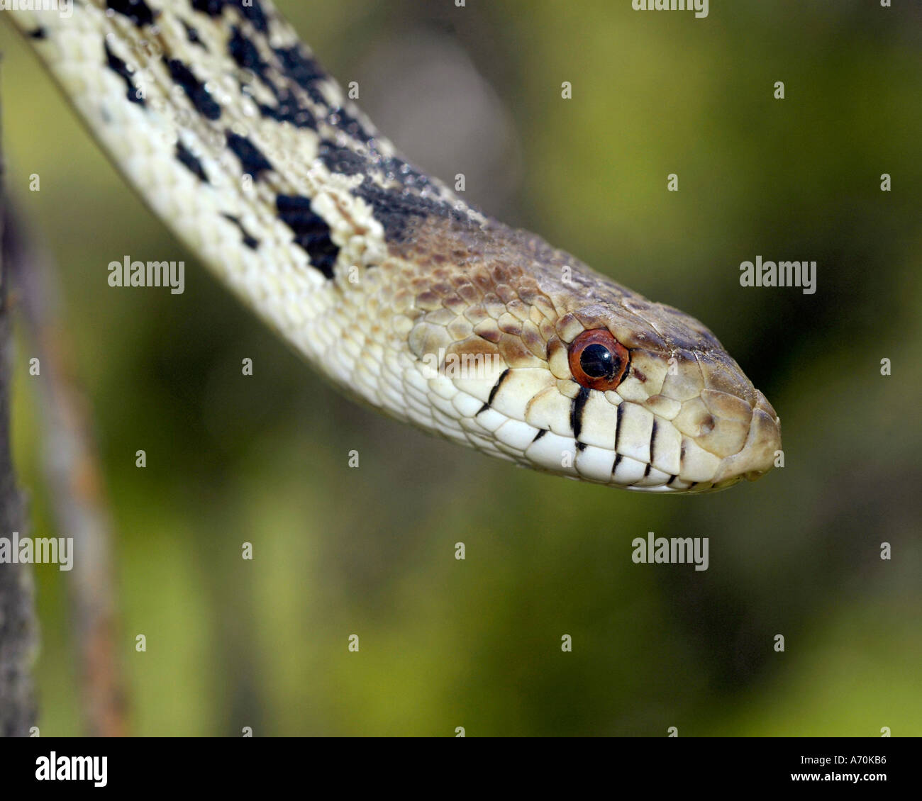 Snake hanging off branch hi-res stock photography and images - Alamy
