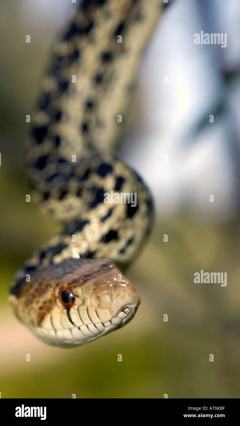 Snake Hanging Off Branch High Resolution Stock Photography and Images ...