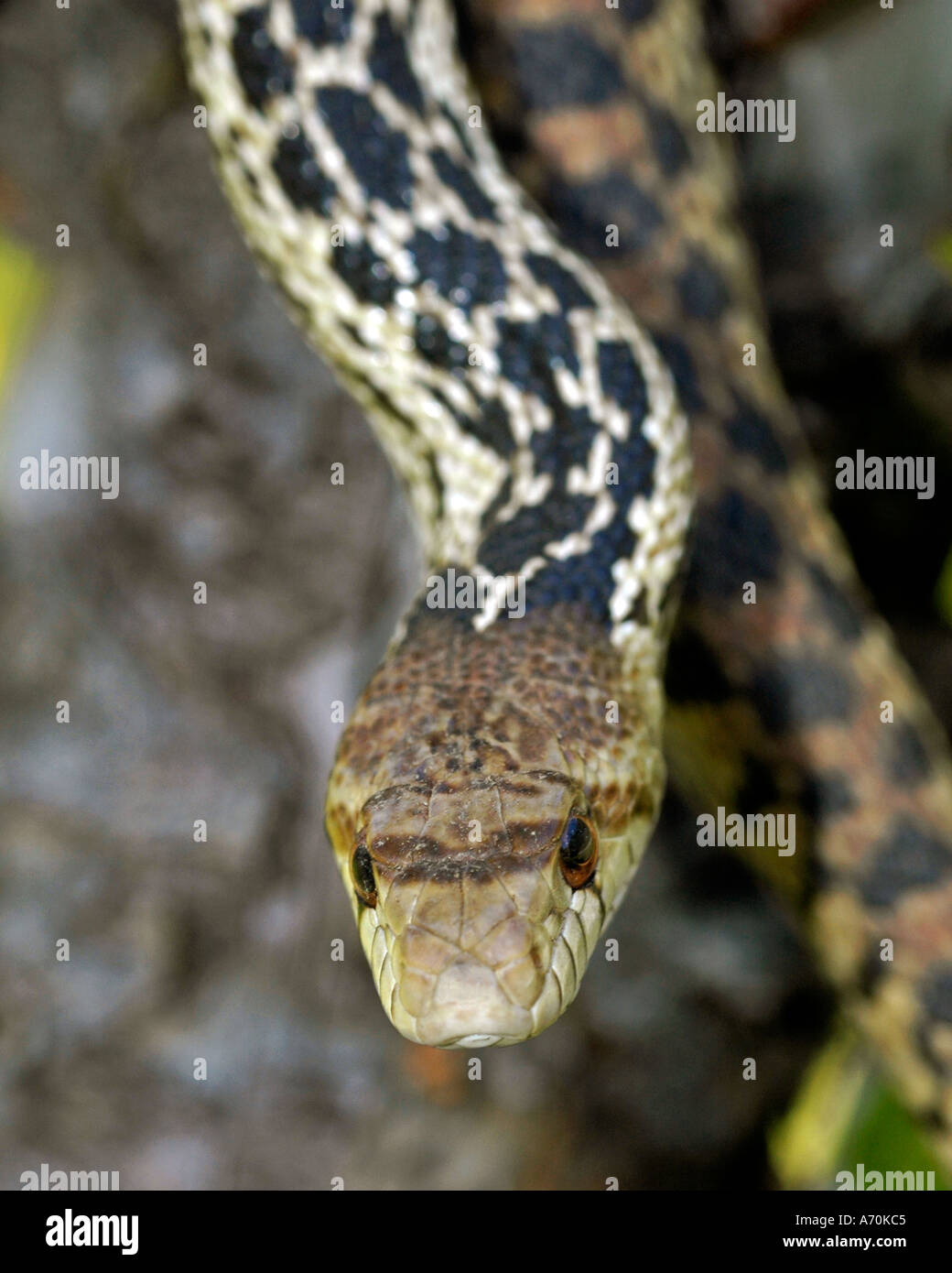Gopher snake snakes hi-res stock photography and images - Alamy