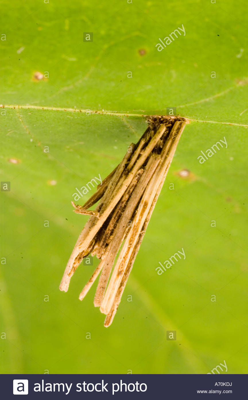 Bagworm Moth Stock Photos & Bagworm Moth Stock Images - Alamy