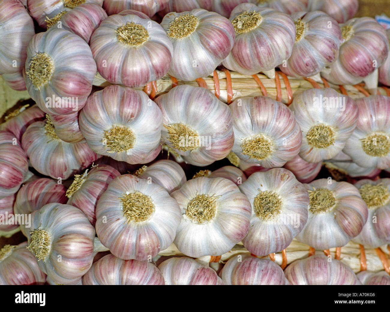 garlic bundled in plaits braids Stock Photo - Alamy