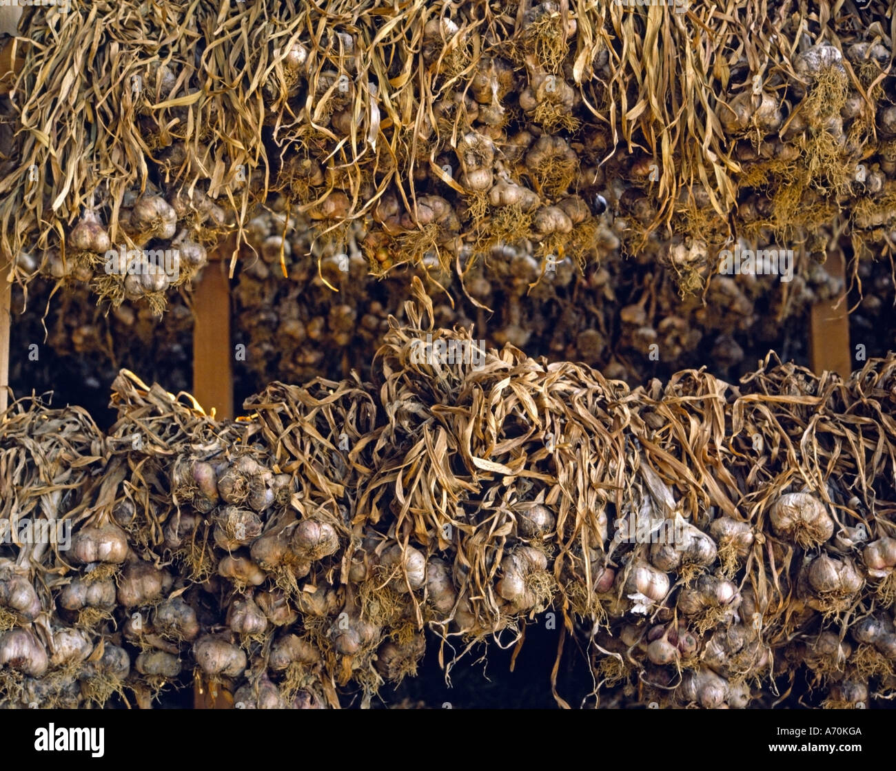 drying dehumidifying garlic after harvest in bundles hanging on racks ...
