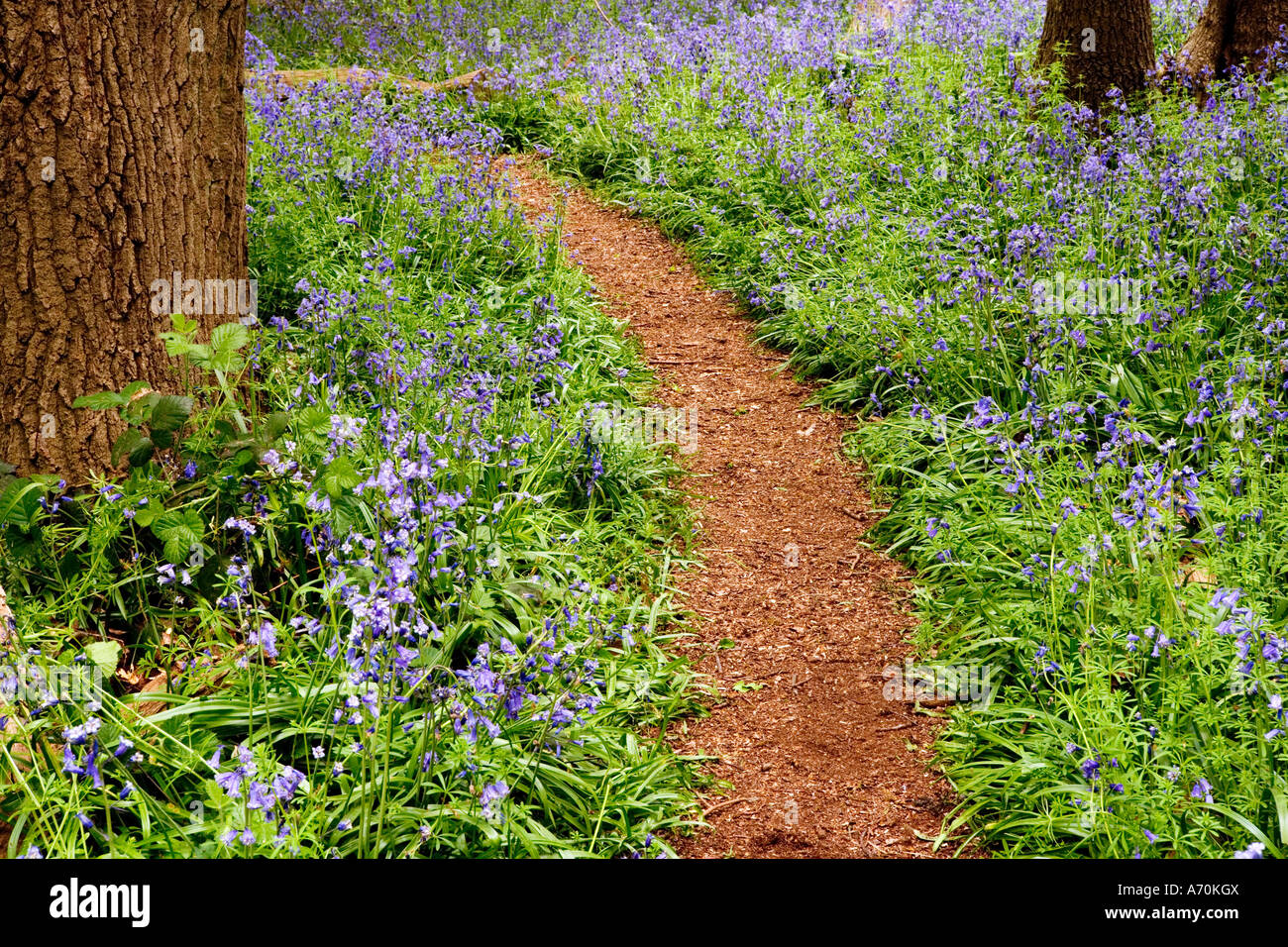 Bluebells in Hagbourne Copse, Swindon, Wiltshire, England, UK ...