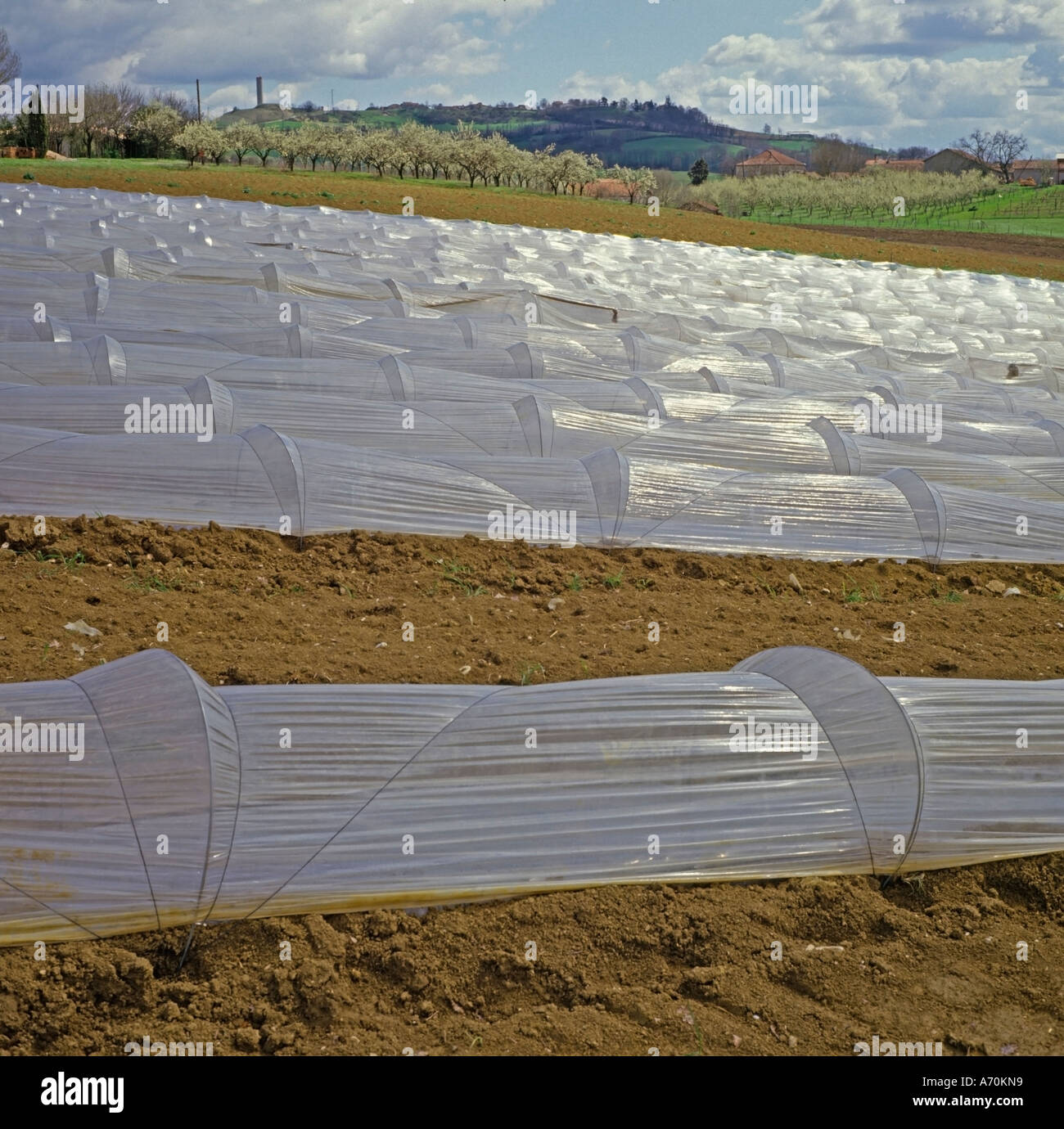 cultivation of vegetable under plastic foil south france Stock Photo ...