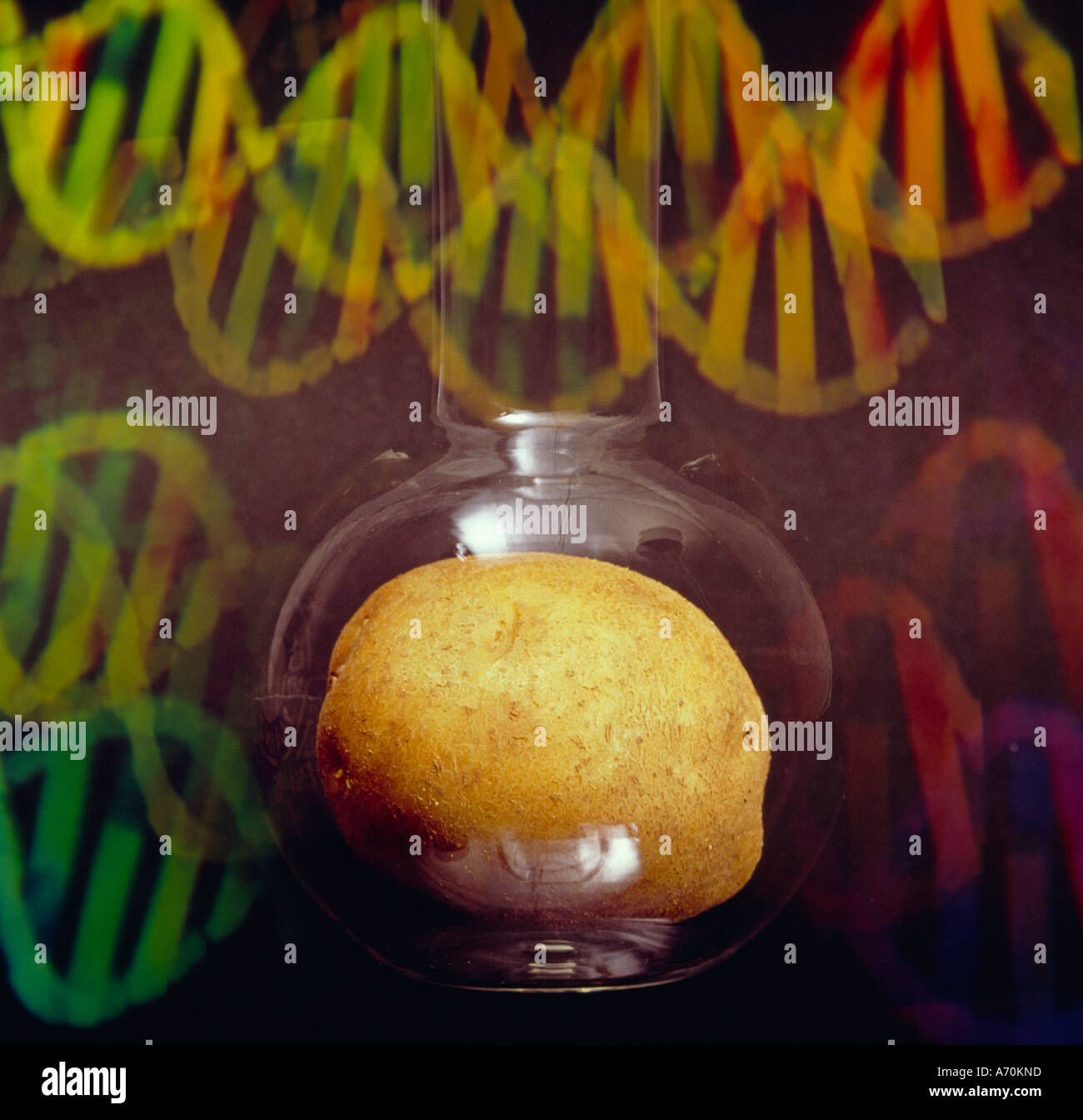 potatoe in vitro images of DNA structure in background Stock Photo - Alamy