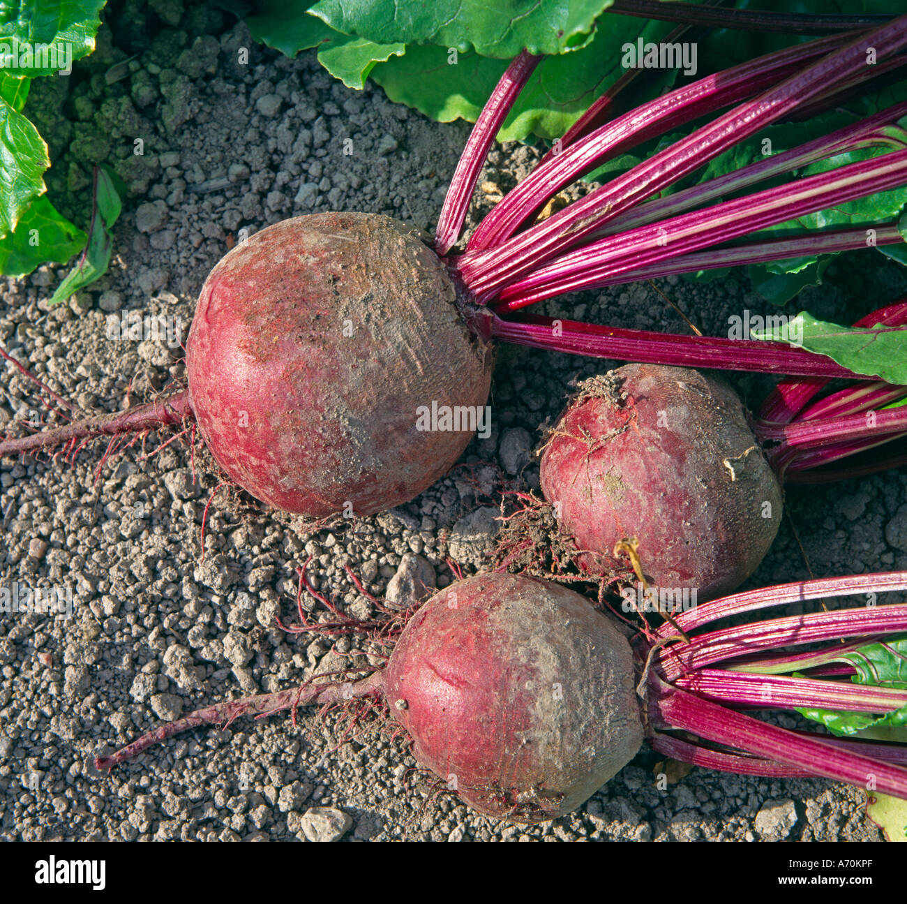 Soil mould hi-res stock photography and images - Alamy