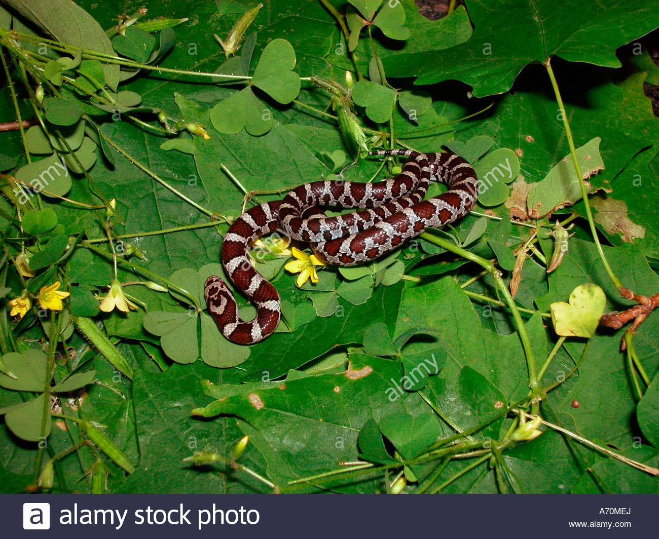 Eastern Milk Snake High Resolution Stock Photography and Images - Alamy