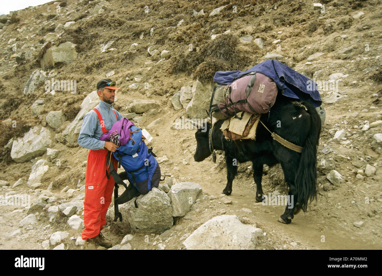 Trekking supported by animal in an untouched nature buthan Stock Photo ...