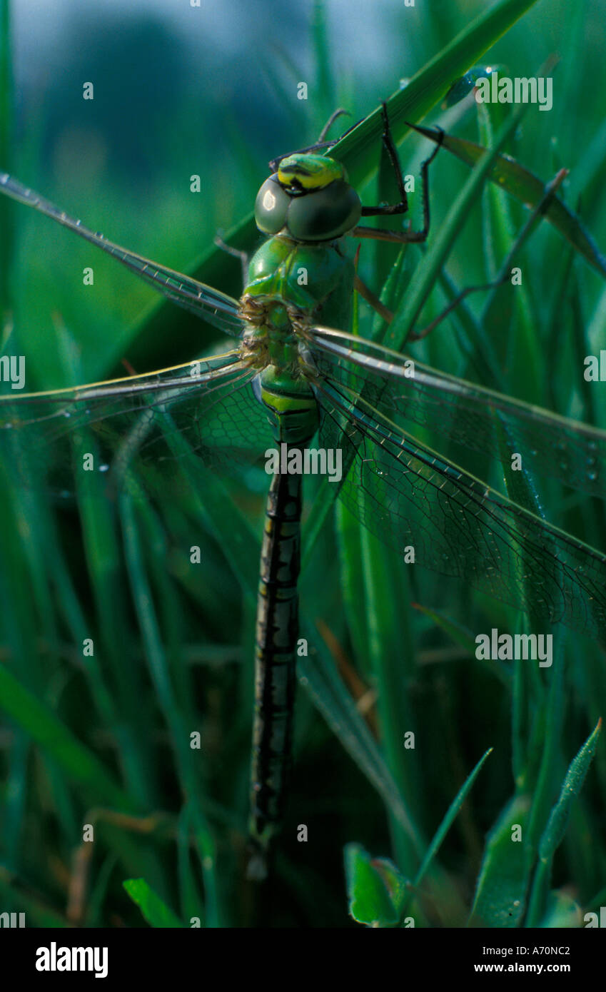 Emperor Dragonfly UK Stock Photo - Alamy